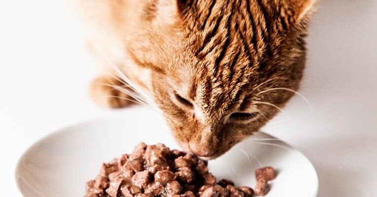 Sustainable Cat Food: Eco-Friendly Options for the B2B Market
